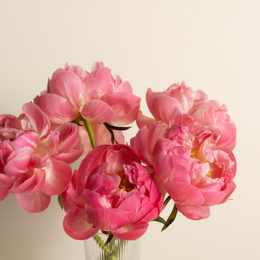 Fresh Sends – Your go-to gifting brand.